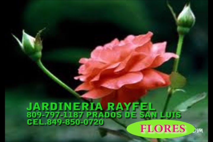 JARDINERÍA RAYFEL- (809-7971186) -CEL.--8498500720 PRADOS DE SAN LUIS ...