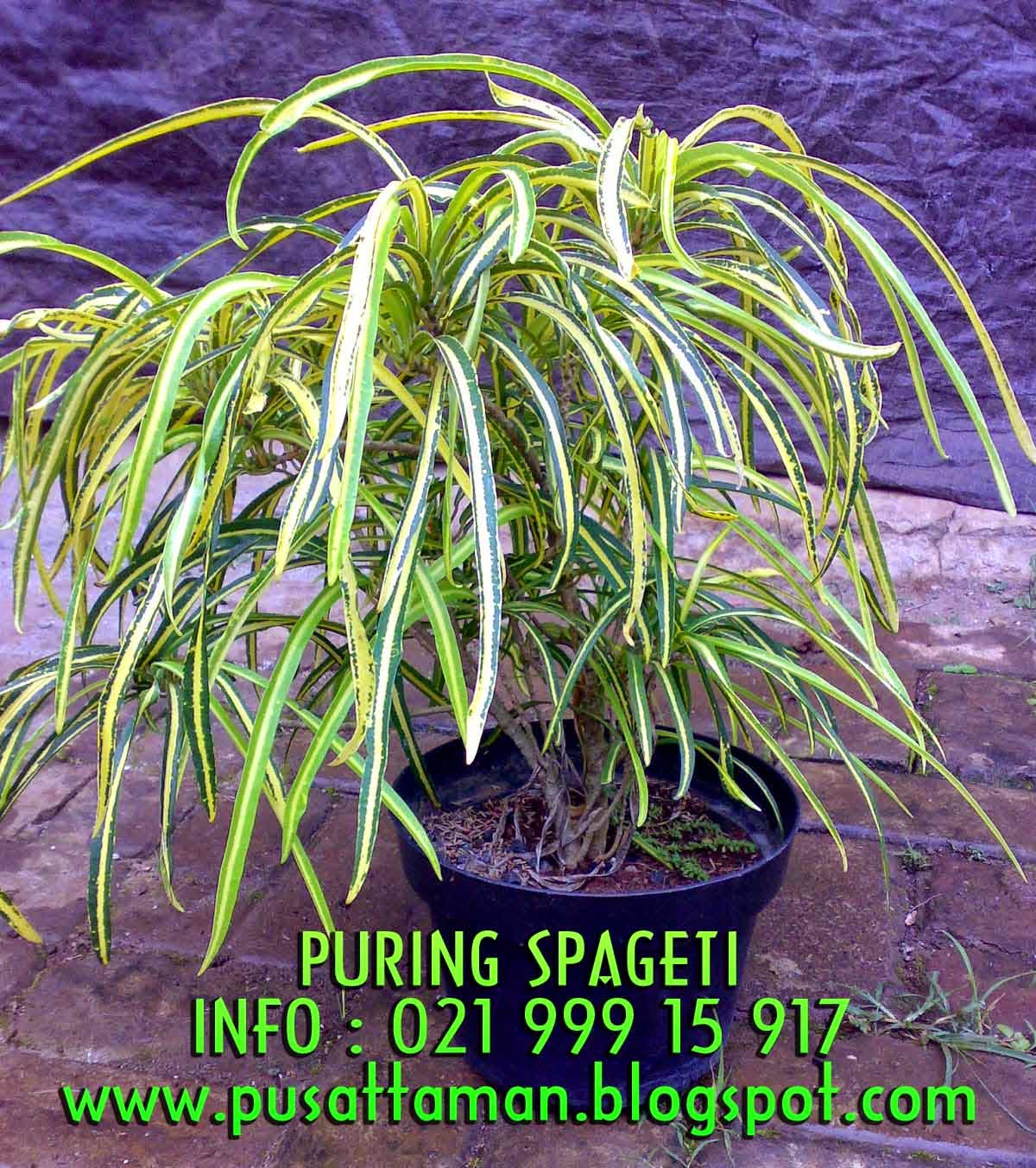 JUAL POHON PURING JET | POHON PURING SPAGETI | JUAL TANAMAN HIAS MURAH ...