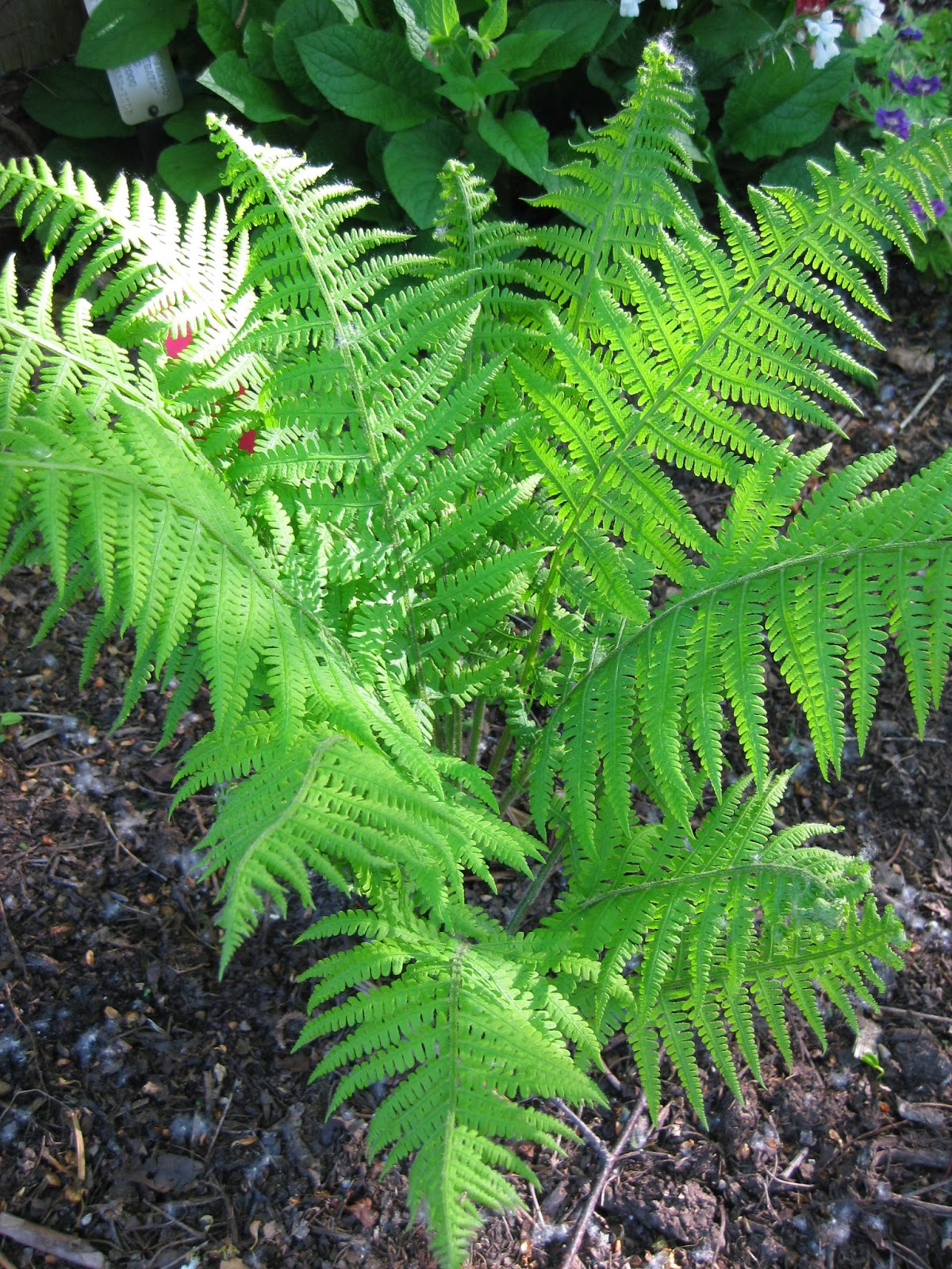 Rotary Botanical Gardens - Hort Blog: Fun Ferns (Starting With The ...