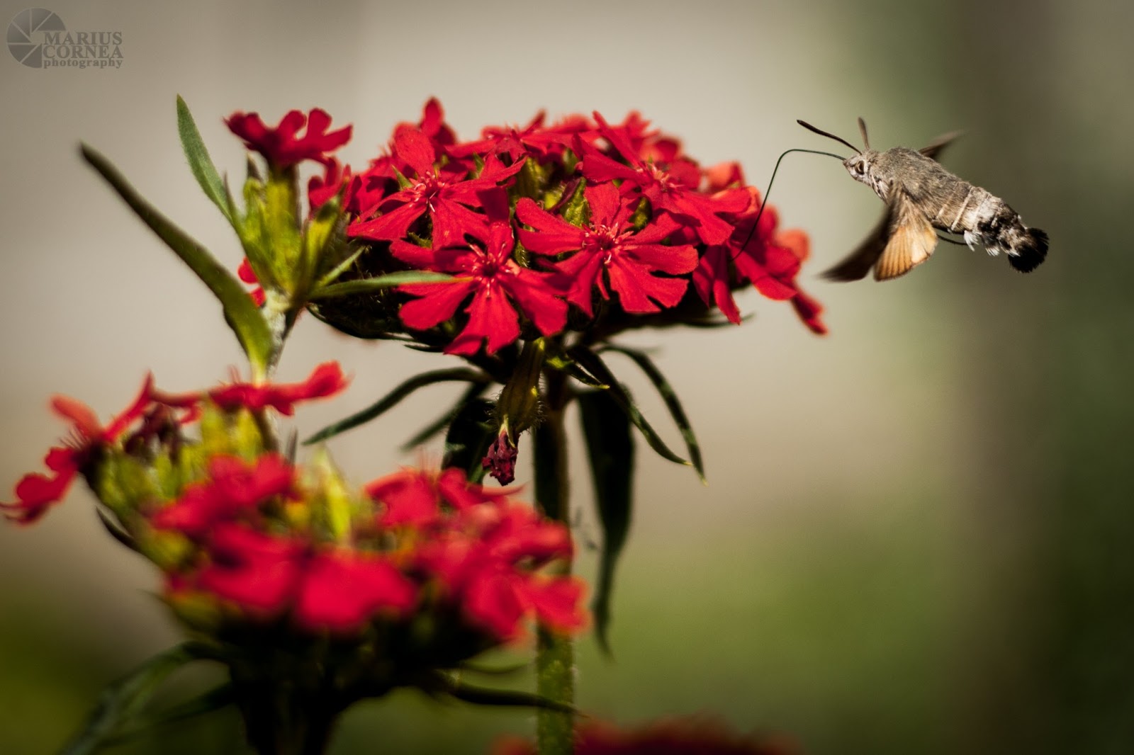 Marius Cornea: Molia colibri (Macroglossum stellatarum)
