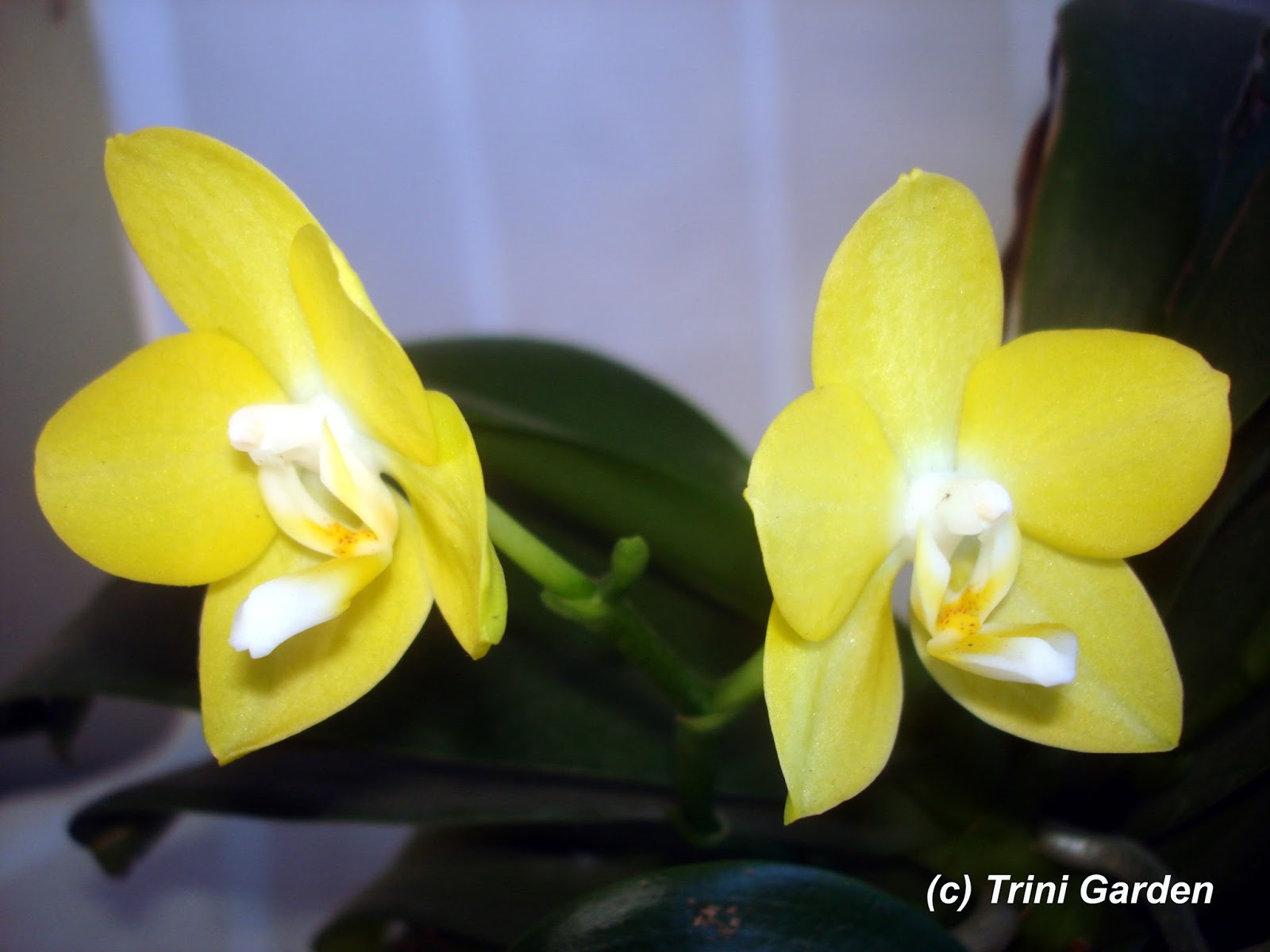Trini Garden: Phalaenopsis - Dtps Sogo Golden 'A07867'
