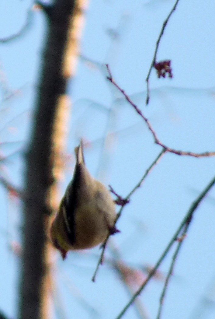 The Greenbelt: March birds