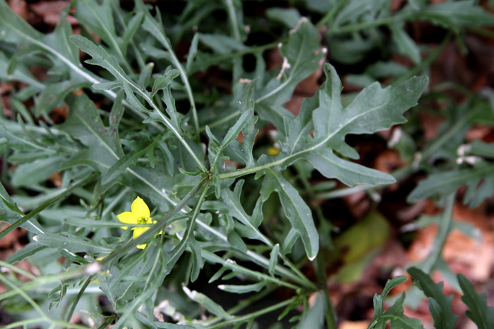 Healing Weeds: Wild Rocket