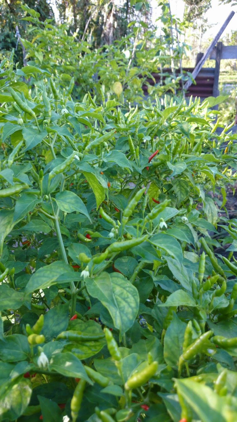 VARIATI CILI DI KEBUN BELAKANG RUMAH - Rangkuman Cara Bertanam Lengkap