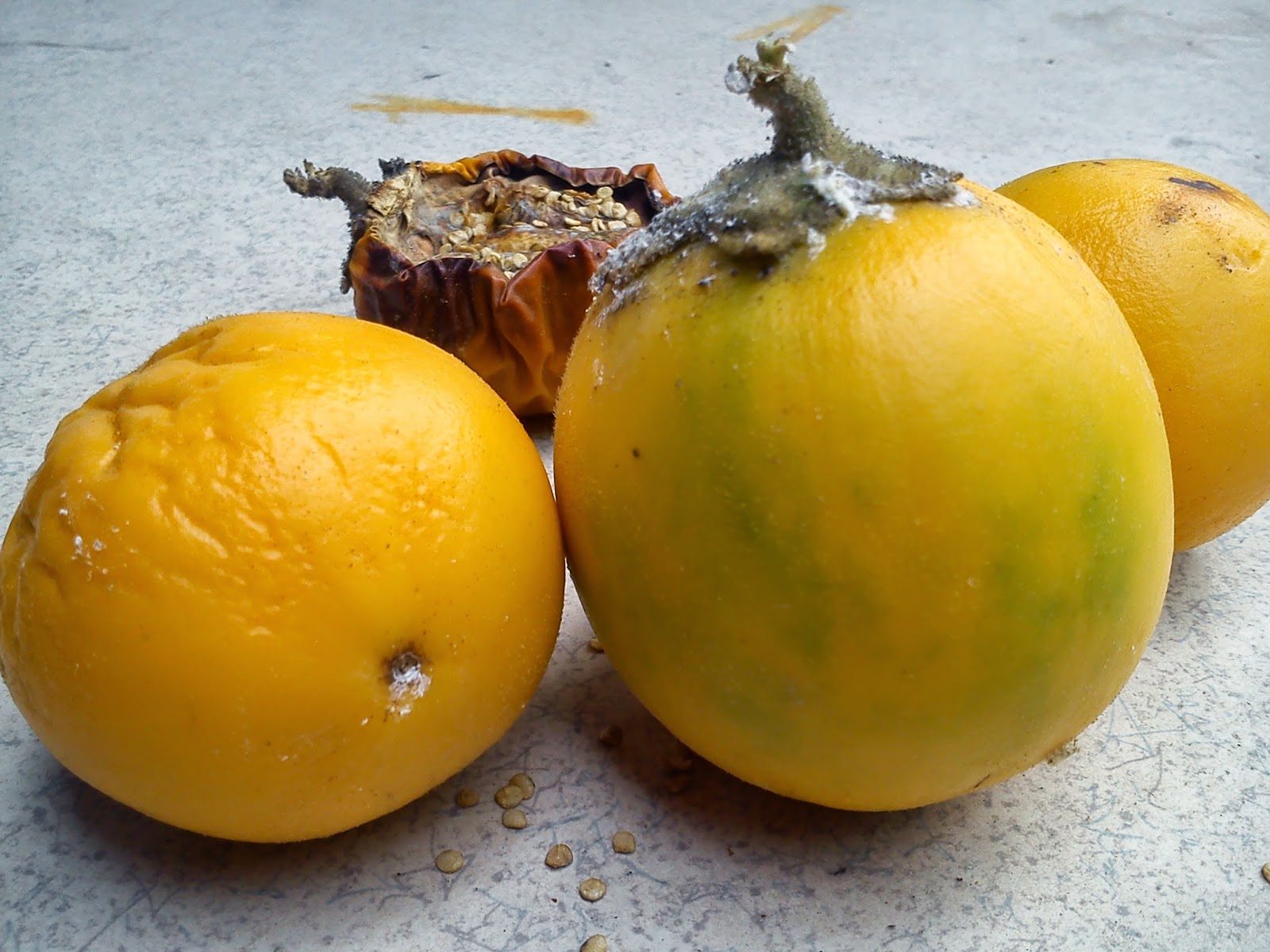 Ongzi's SecretGarden: Solanum aethiopicum - Terung Iban