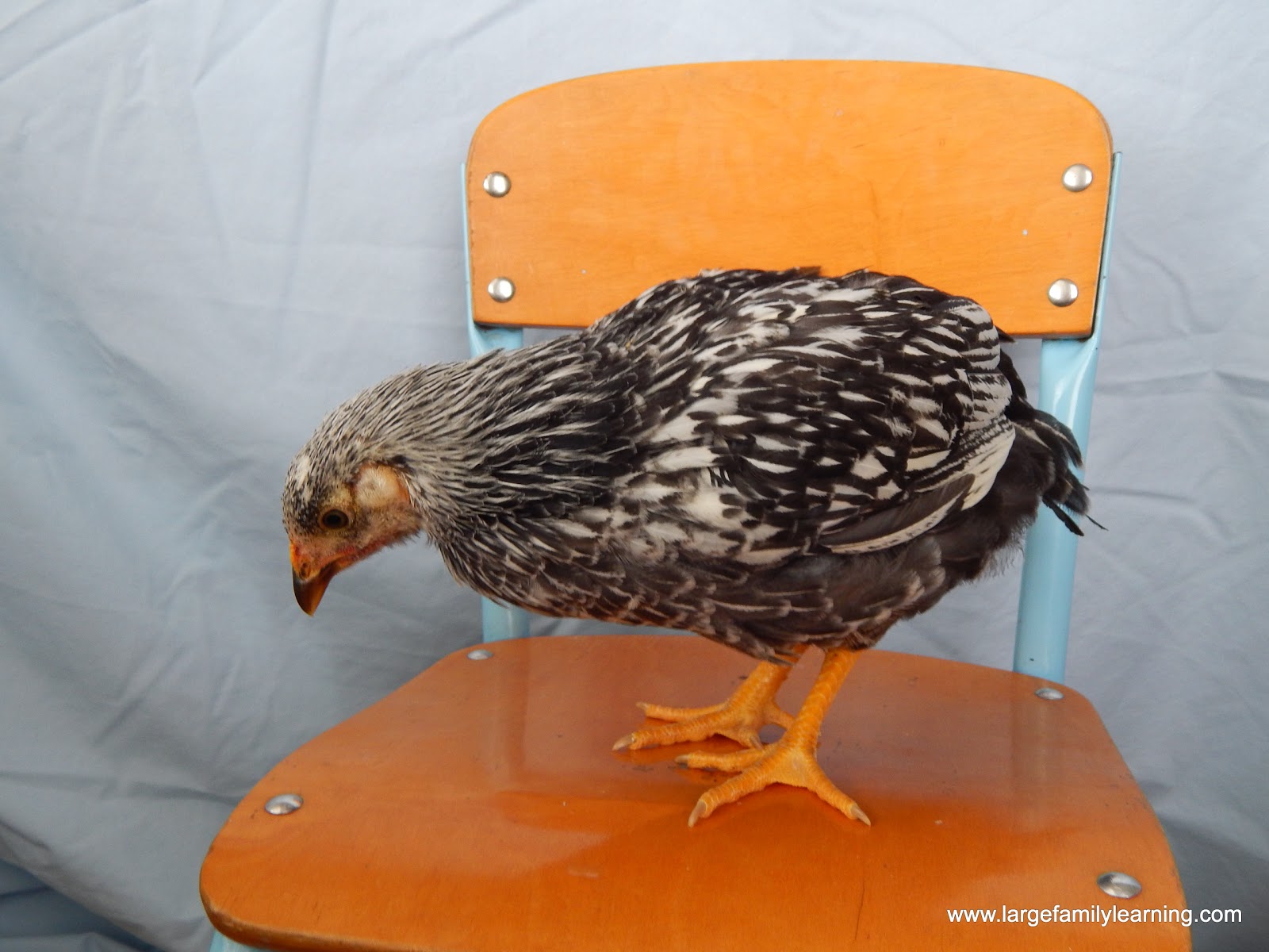Large Family Learning : Raising Chickens: 6 Weeks Old