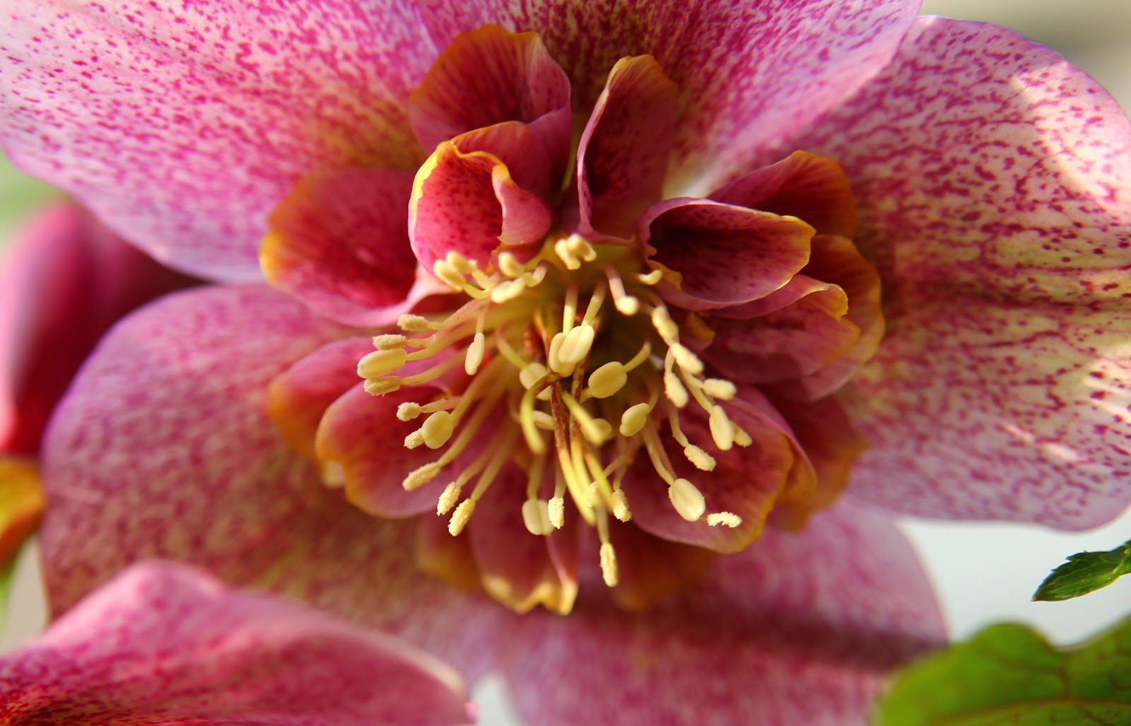 Corine van Kuilenburg Fotografie: Kerstroos (Helleborus)