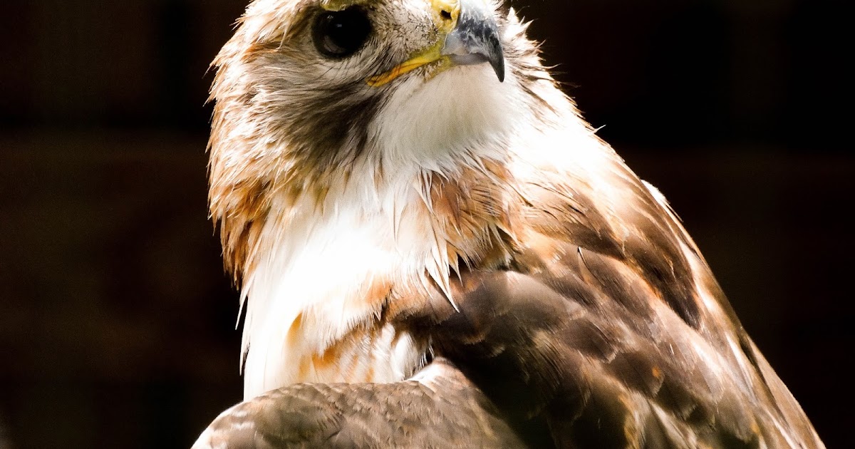 GENNY vs. HALLIE Big Year Challenge: Birds of Prey and the Boyd Hill ...