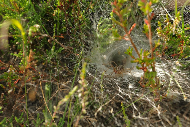 Gonnie van de Schans : Spinnenplaag?