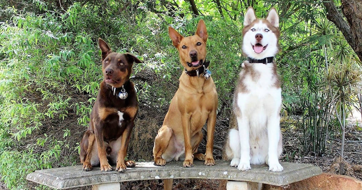 Outback Dog Training