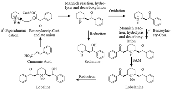 Alkaloids Derived from Lysine