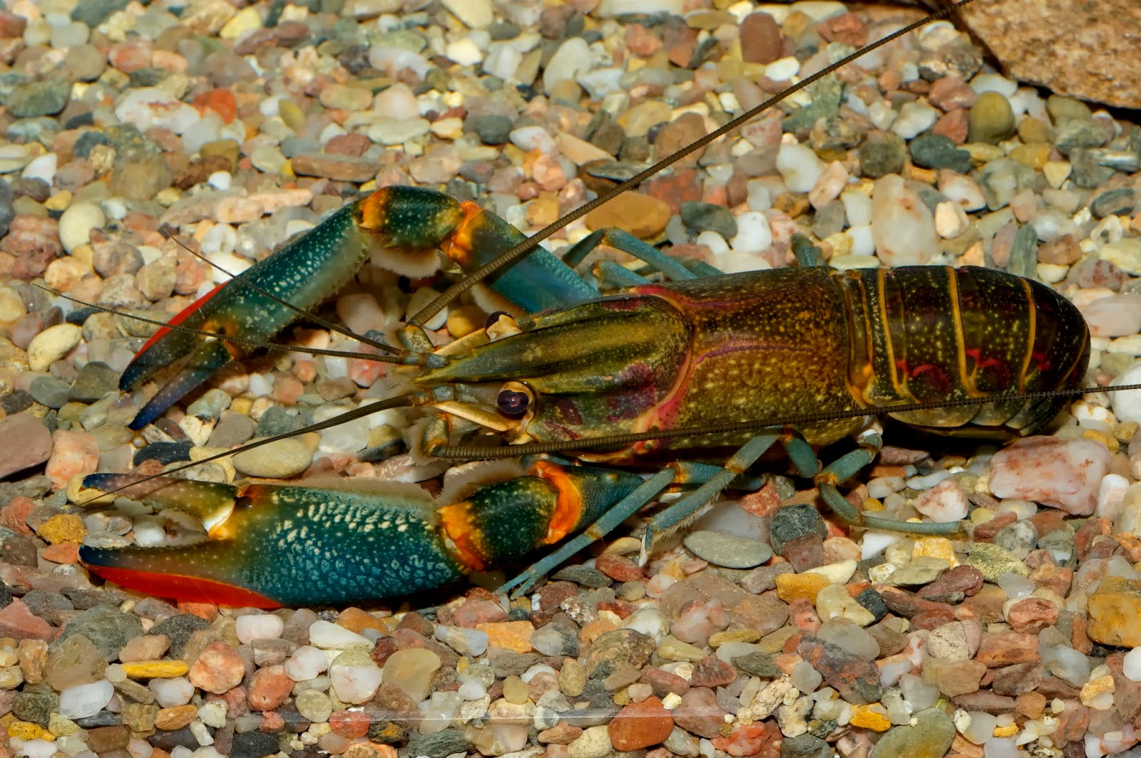 กุ้งก้ามแดง หรือเครย์ฟิช Crayfish จากวิกิพีเดีย - Freshwater lobsters & Red Claw Crayfish