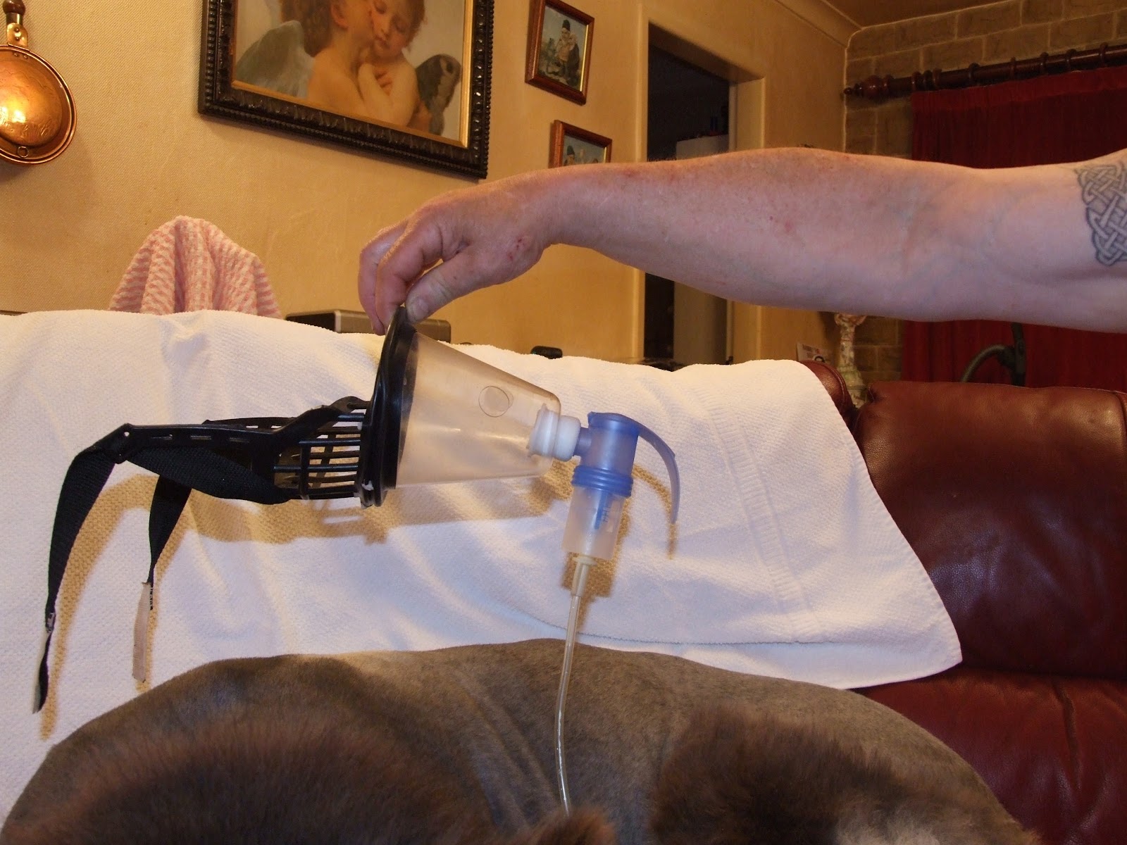 CANINE ASPERGILLOSIS, NASAL FUNGUS IN DOGS: August 2016