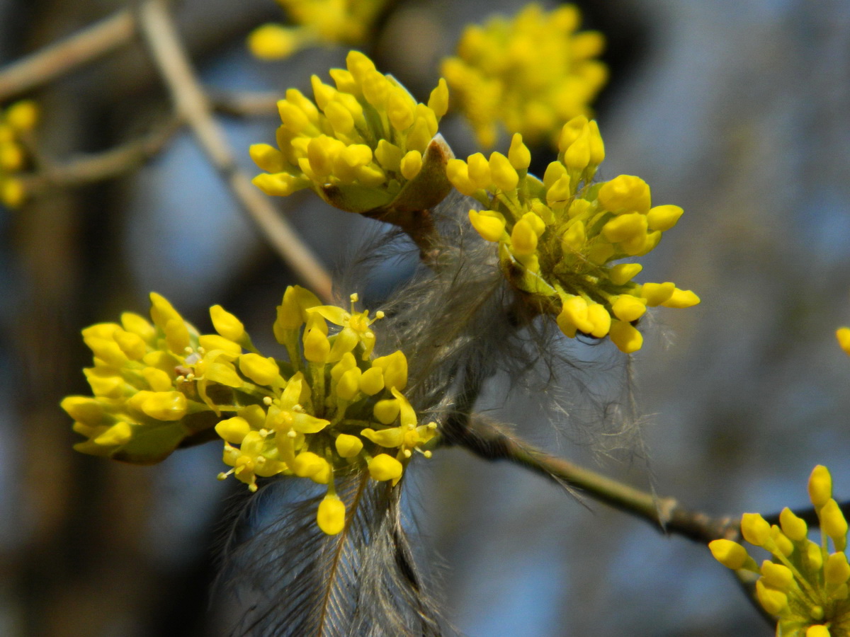 LA MULTI ANI, ROMANIA!: Crengi cu flori galbene