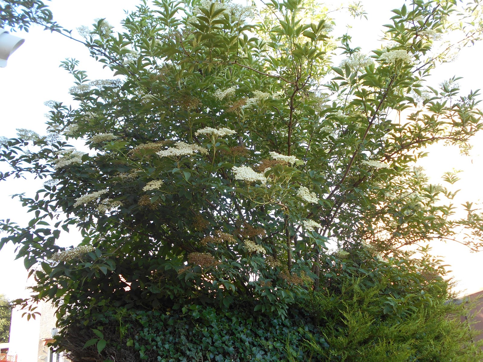 Tony's Blog: Bourtree blossom time