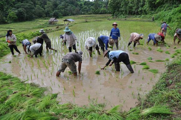Teknologi Israel di Balik Pertanian Paling Maju Thailand dan Vietnam ...