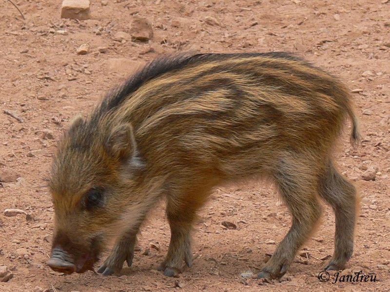 cazacción: Jabalí ;)