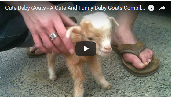 Cute Baby Goat Memes
