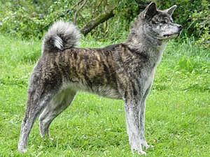 Conheça as Raças - Kai Ken ou Tiger Dog | Kazoku Tenshi - Anjo da ...