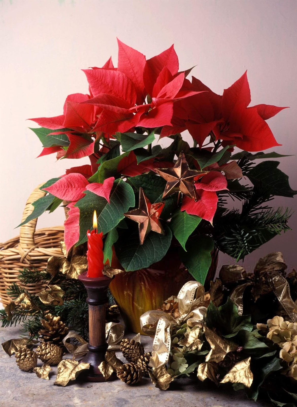 Beautiful Pictures of Christmas Flowers Free Download