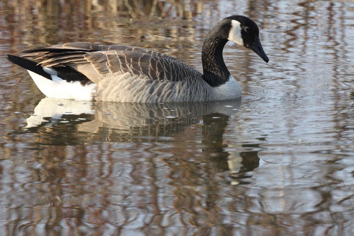 Michigan Exposures: Creatures Most Fowl