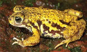 UPSC general studies and current affairs 2015: Critically Endangered ...