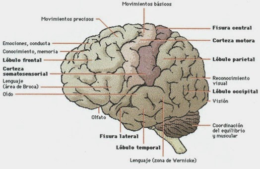 BASES BIOLOGICAS DEL COMPORTAMIENTO HUMANO ~ Ejemplos y Ejercicios