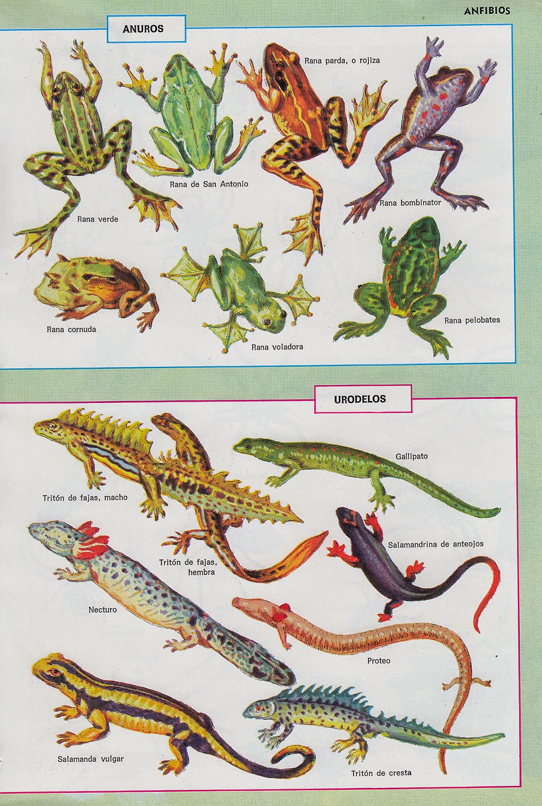 Entusiasco: Ranas Y Otros Anfibios