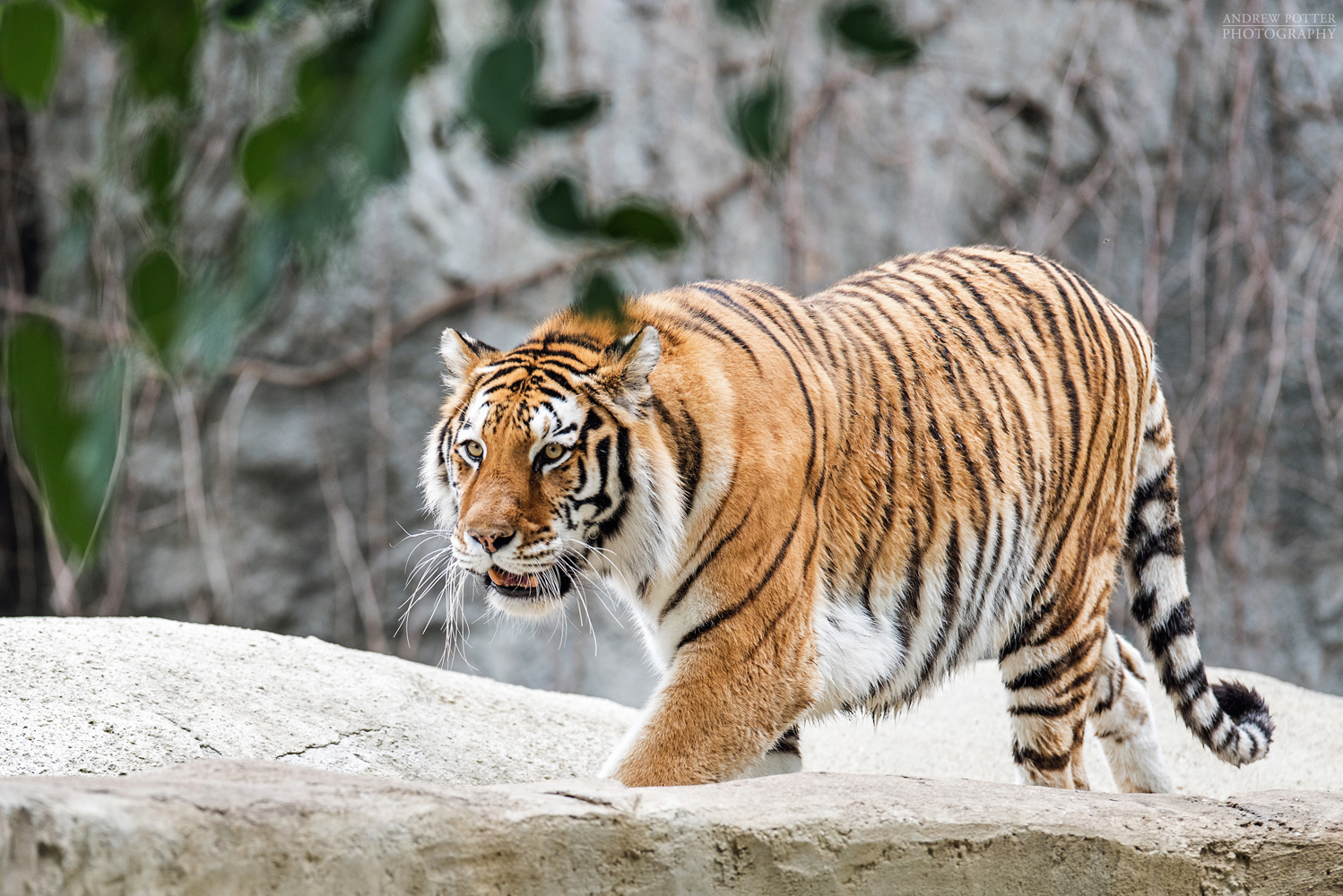 Andrew Potter Photo Blog: Detroit Zoo Tiger