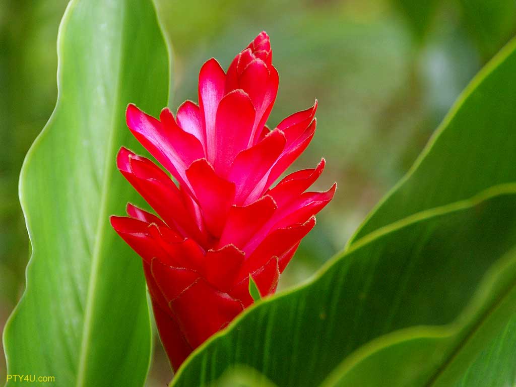 Home: FLAWERs IN WORLD