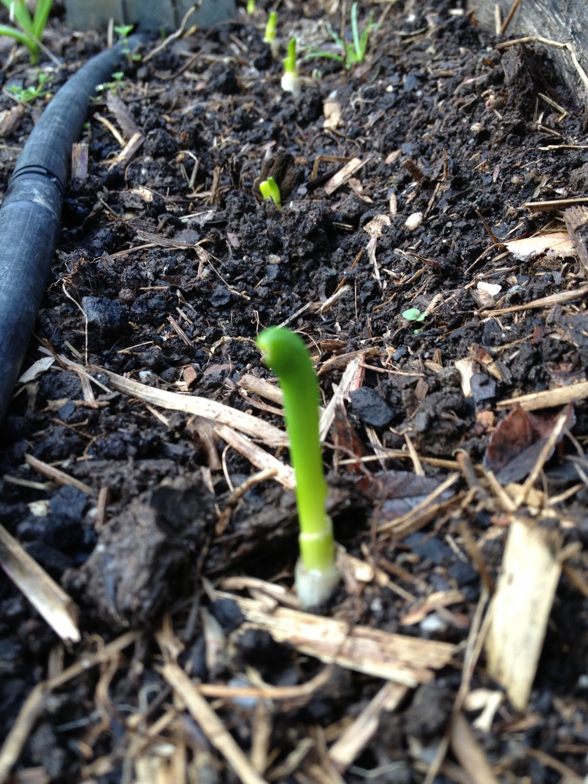 How To Regrow Spring Onions - The Greening of Gavin
