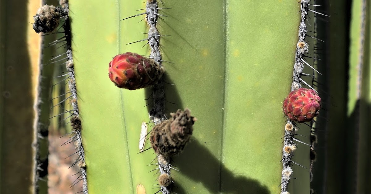 Living Rootless: Tucson, AZ: Tohono Chul: Cactus Shadow Study