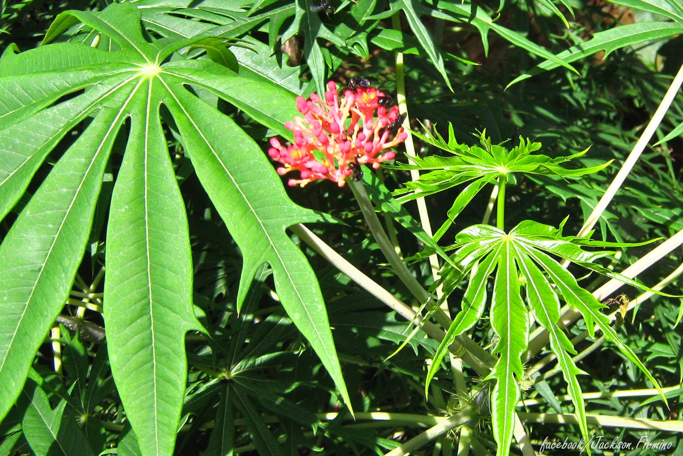 Predador de Imagens: MERTIOLATE - Jatropha multifida