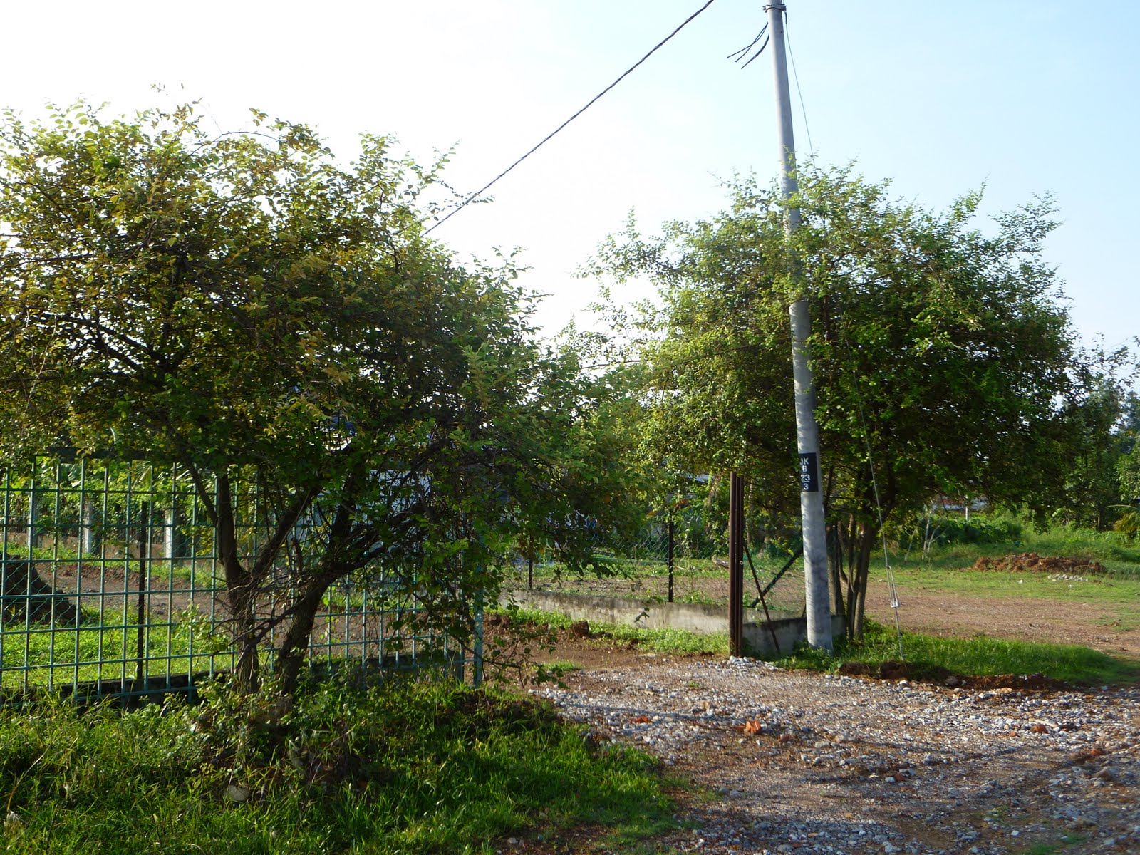 The Islamic Undertaker: Sunat Menggunakan Air Daun Bidara(Sidir) Untuk ...