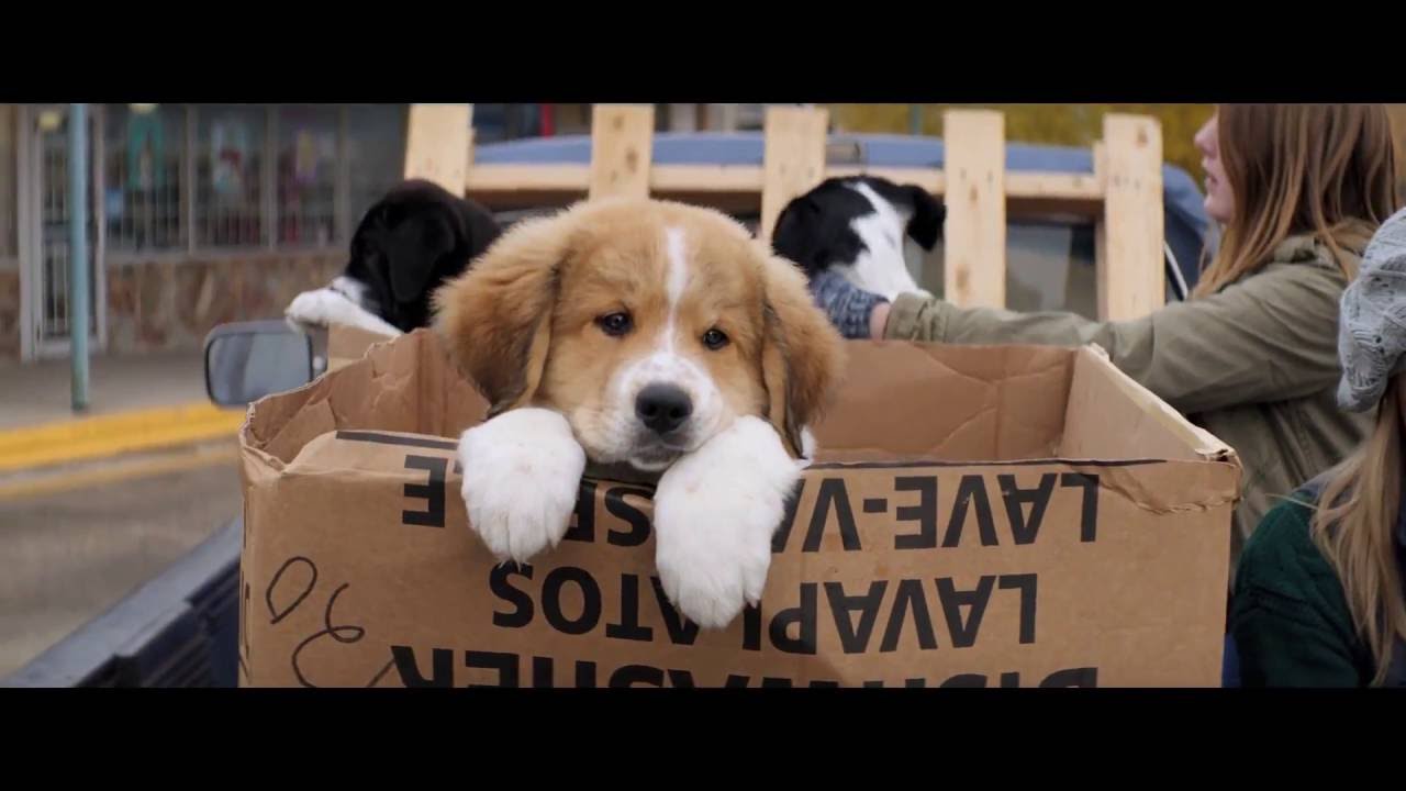 A dogs purpose review - boohorizon