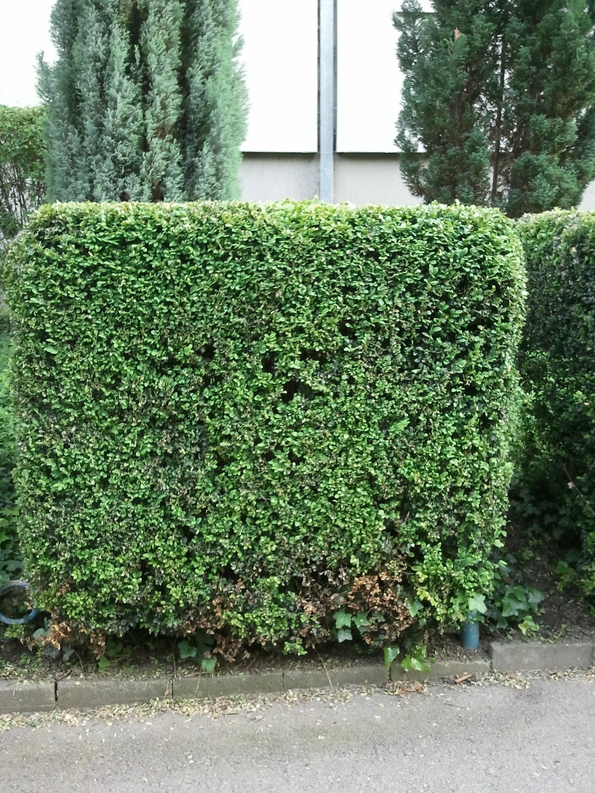 Free Textures and images: Bush Texture