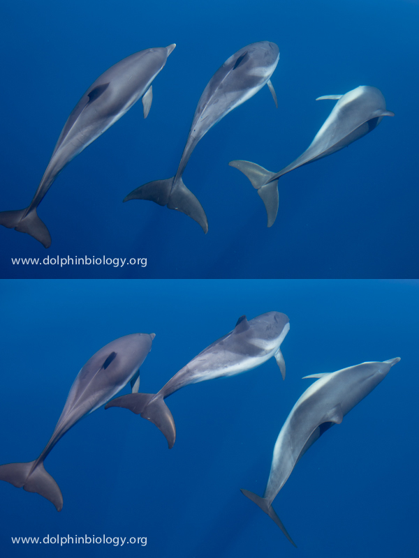 Dolphin Biology and Conservation: Two species and a half