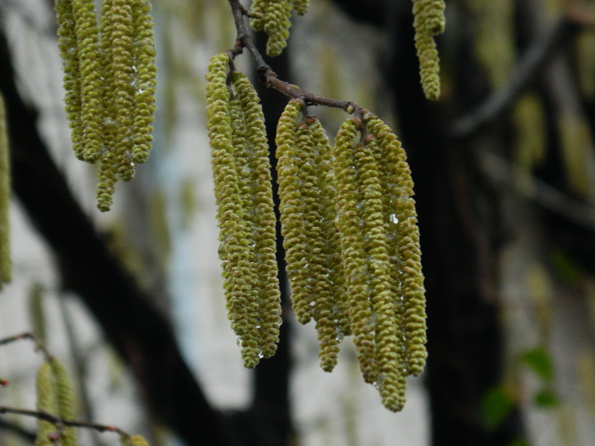 LA MULTI ANI, ROMANIA!: Matisori