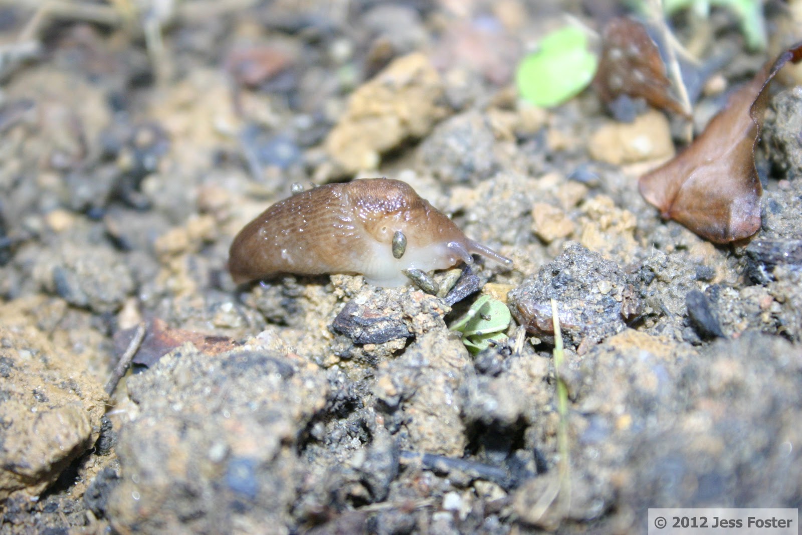 Sluggin' Along: Slug Waste Disposal: Part 2