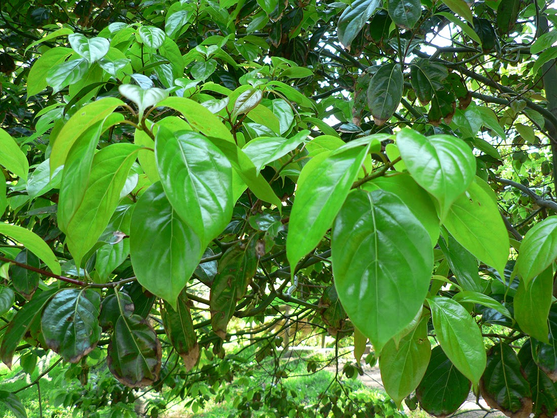 Á R B O L E S (T R E E S) y P A L M E R A S (P A L M S): Cinnamomum ...