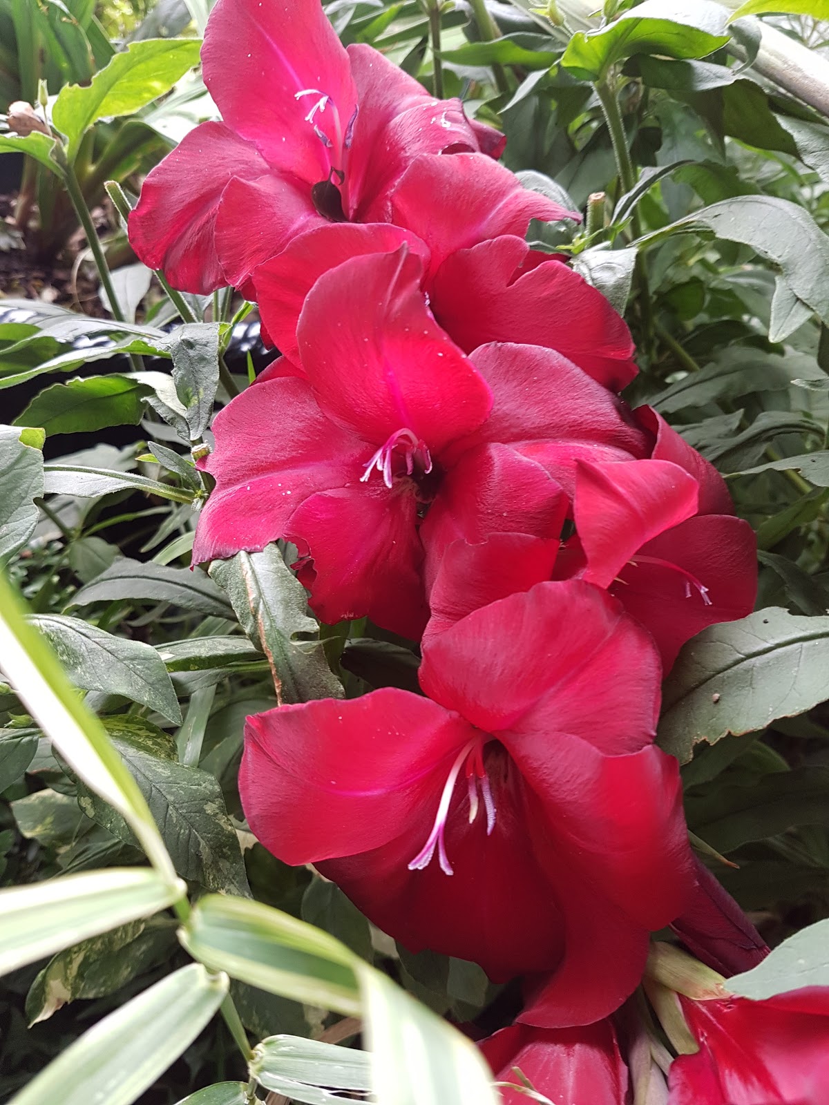 Fruens Flora: Farger...