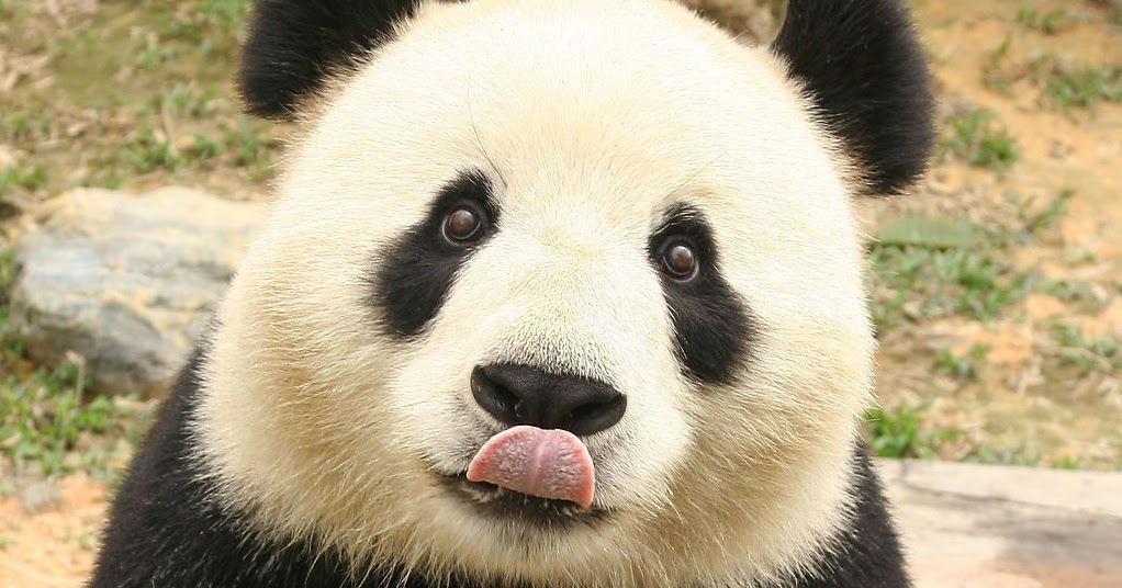 Datos que no sabías sobre los Osos Pandas: Razones por la que los ...