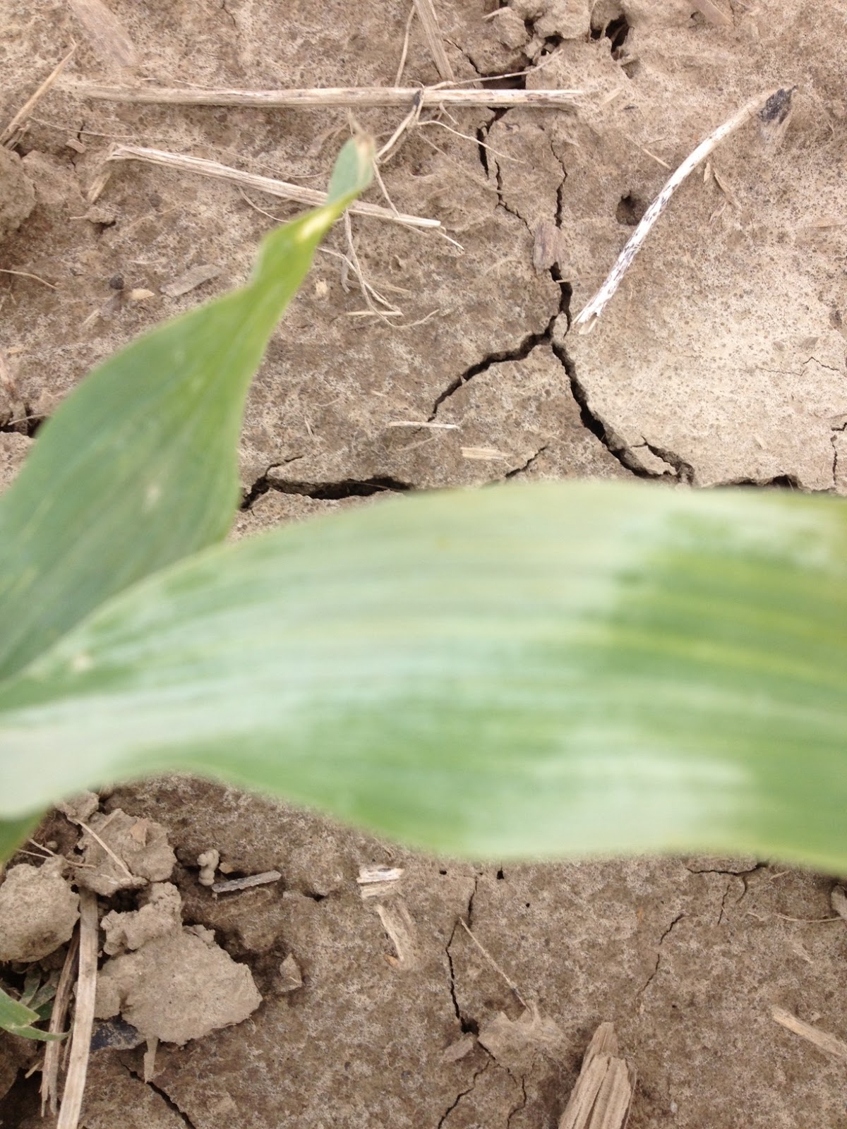 Better Crops by Barker: June Pictures