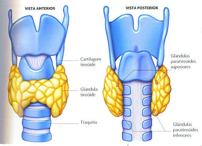 Biologia: Tireoidite