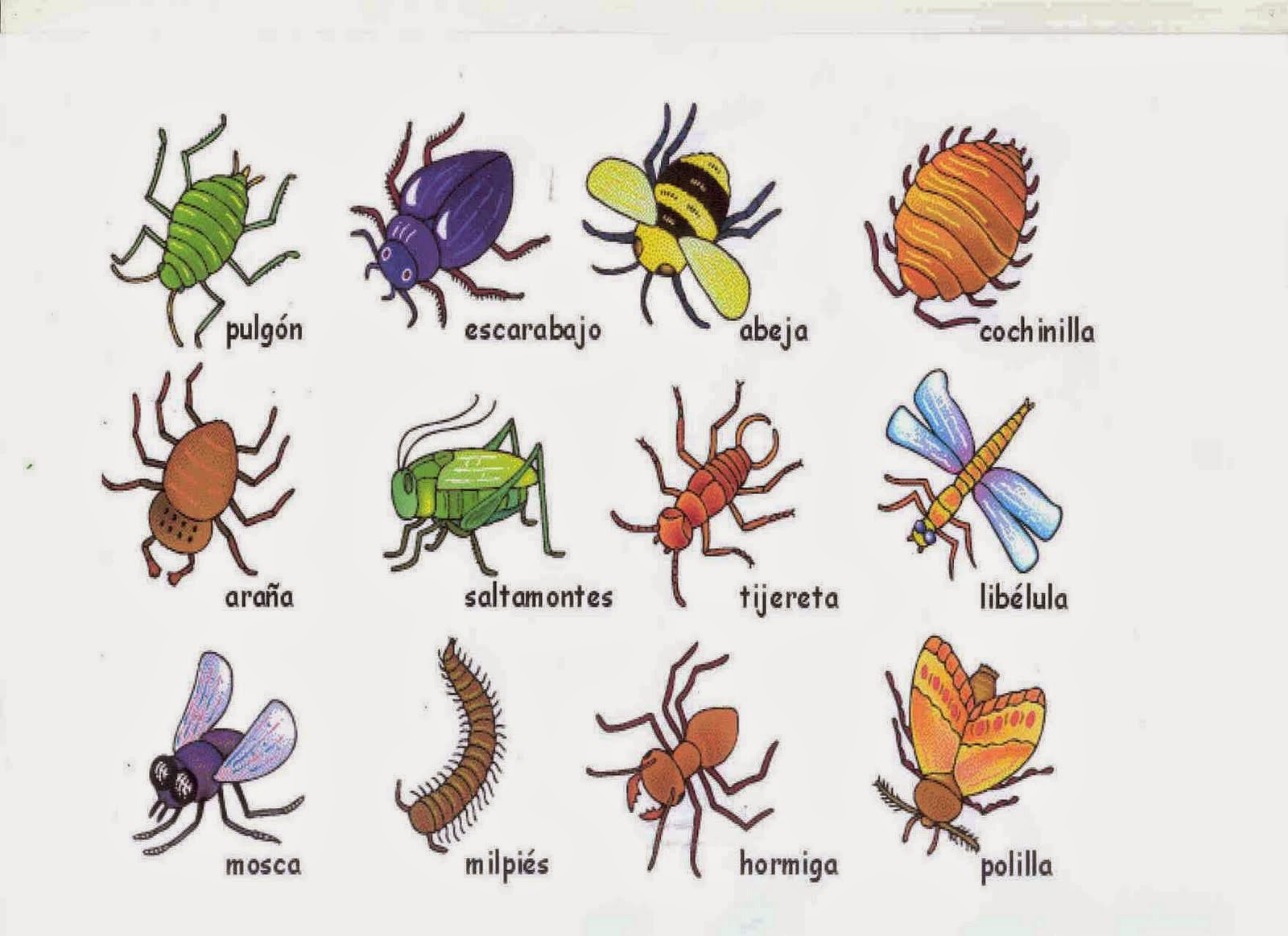 EL BLOG DE QUINTO: TEMA 4 - CONOCEMOS EL MUNDO DE LOS ANIMALES ...