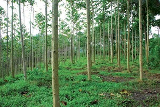 Kehutanan dan Pertanian: Dampak/Kelemahan dan Manfaat HTI (Hutan ...