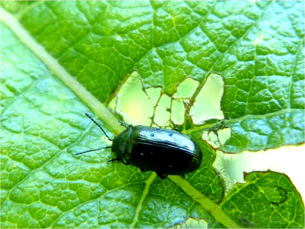 Insects of Scotland: Other Beetles