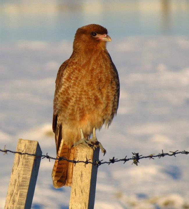 Aves Australes: Tiuque