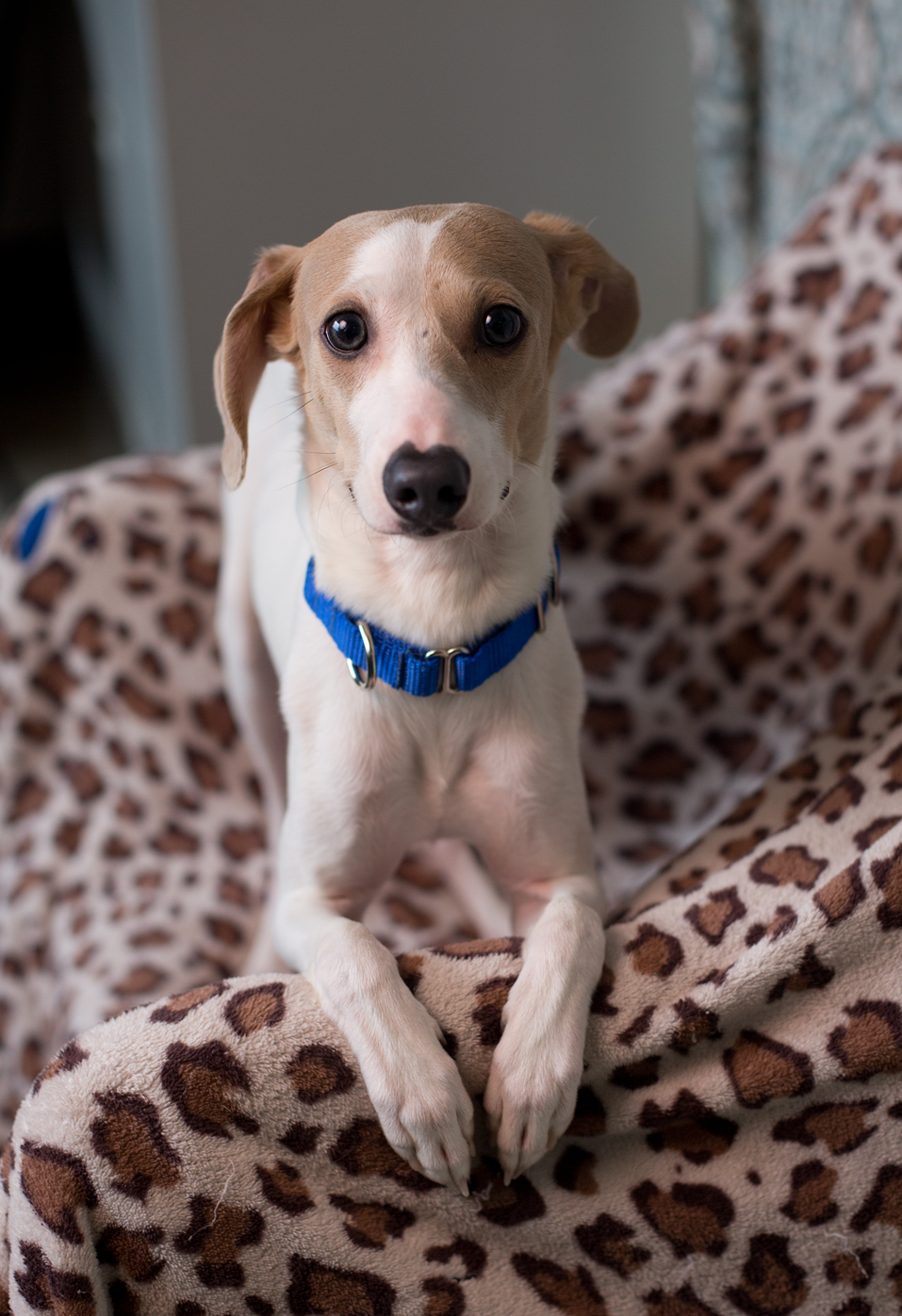 Shelter Dogs of Portland: "PIP" little whippet mix