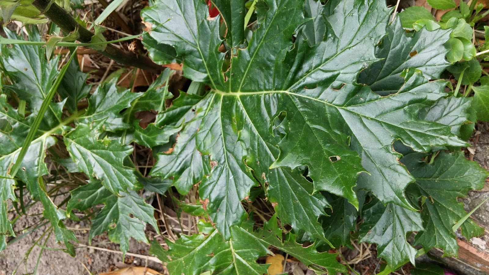 Algo así como un herbario: ACANTHUS MOLLIS l. (ACANTO)